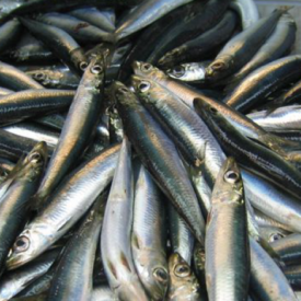 What’s So Special About Fatty Fish? - Eat2BeNice